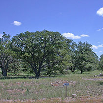 Spring Canyon Ranch Photo Gallery - New Mexico Ranch Land for Sale